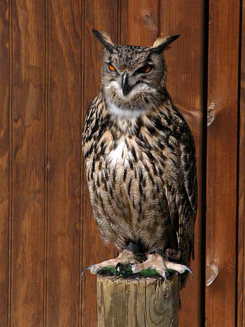 Imágenes del mundo animal: Búho