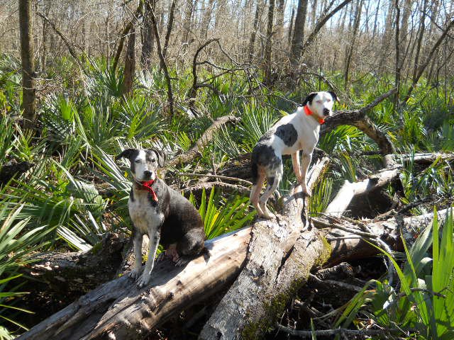 The Catahoula Hog Dog: How To Properly 'Train' A Hog Dog For Pen Or Woods