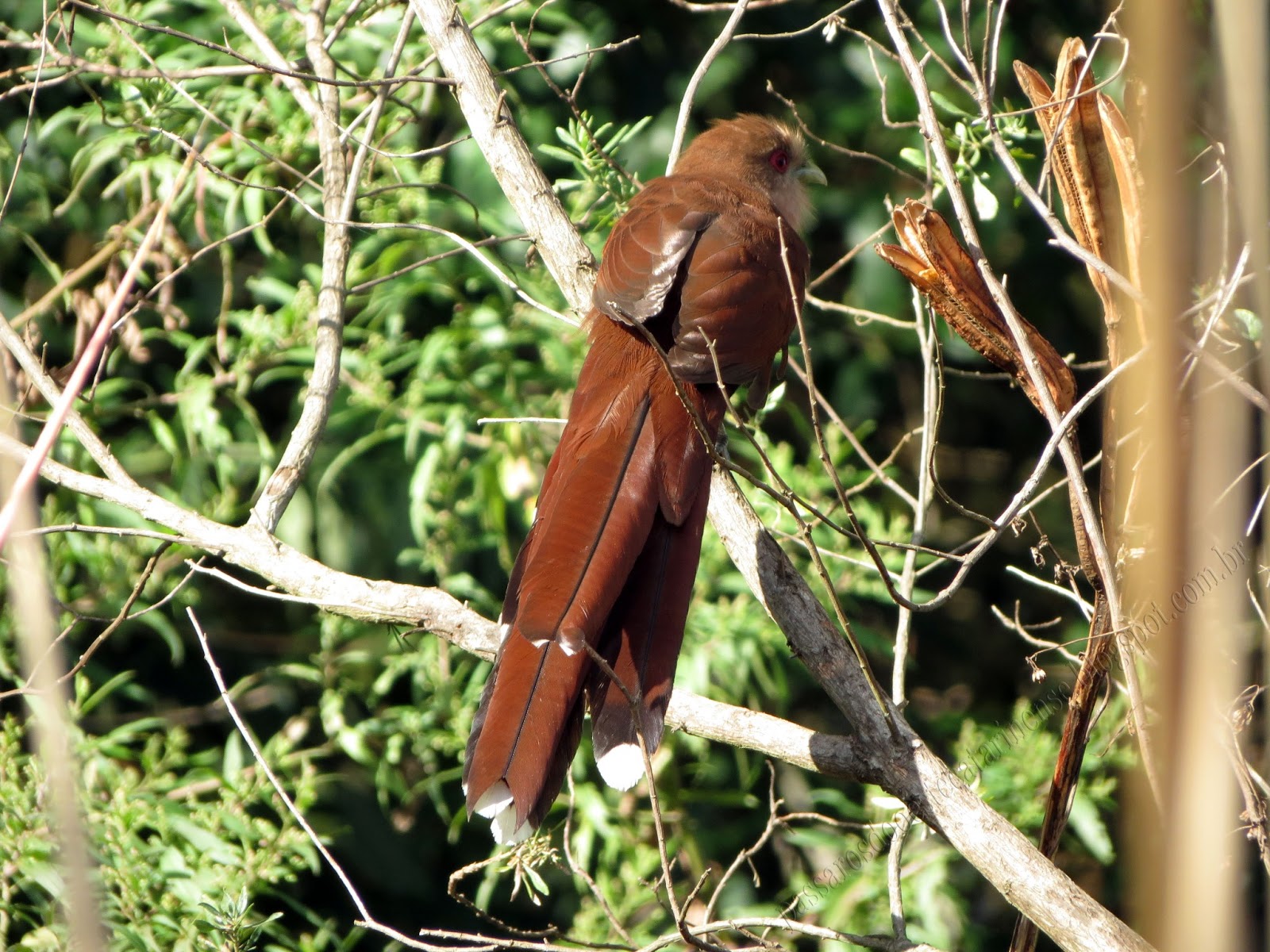 Aves do ParnaA: Junho 2012