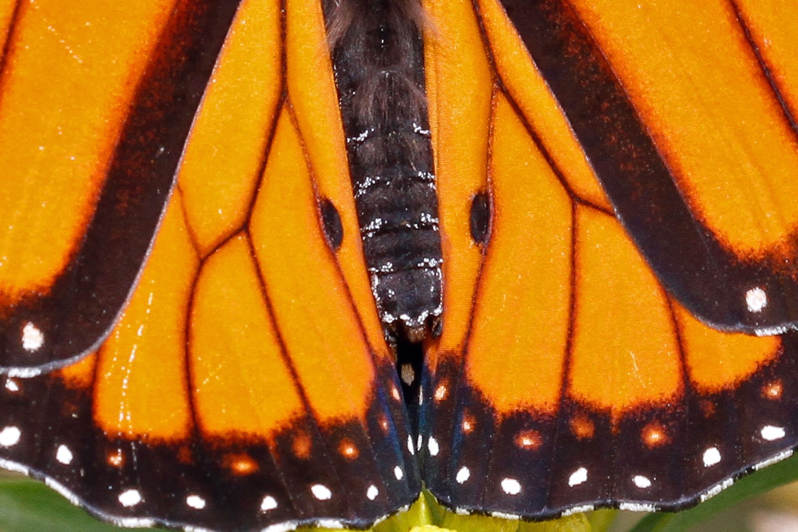 Philly Bird Nerd : Migration of a Different Kind