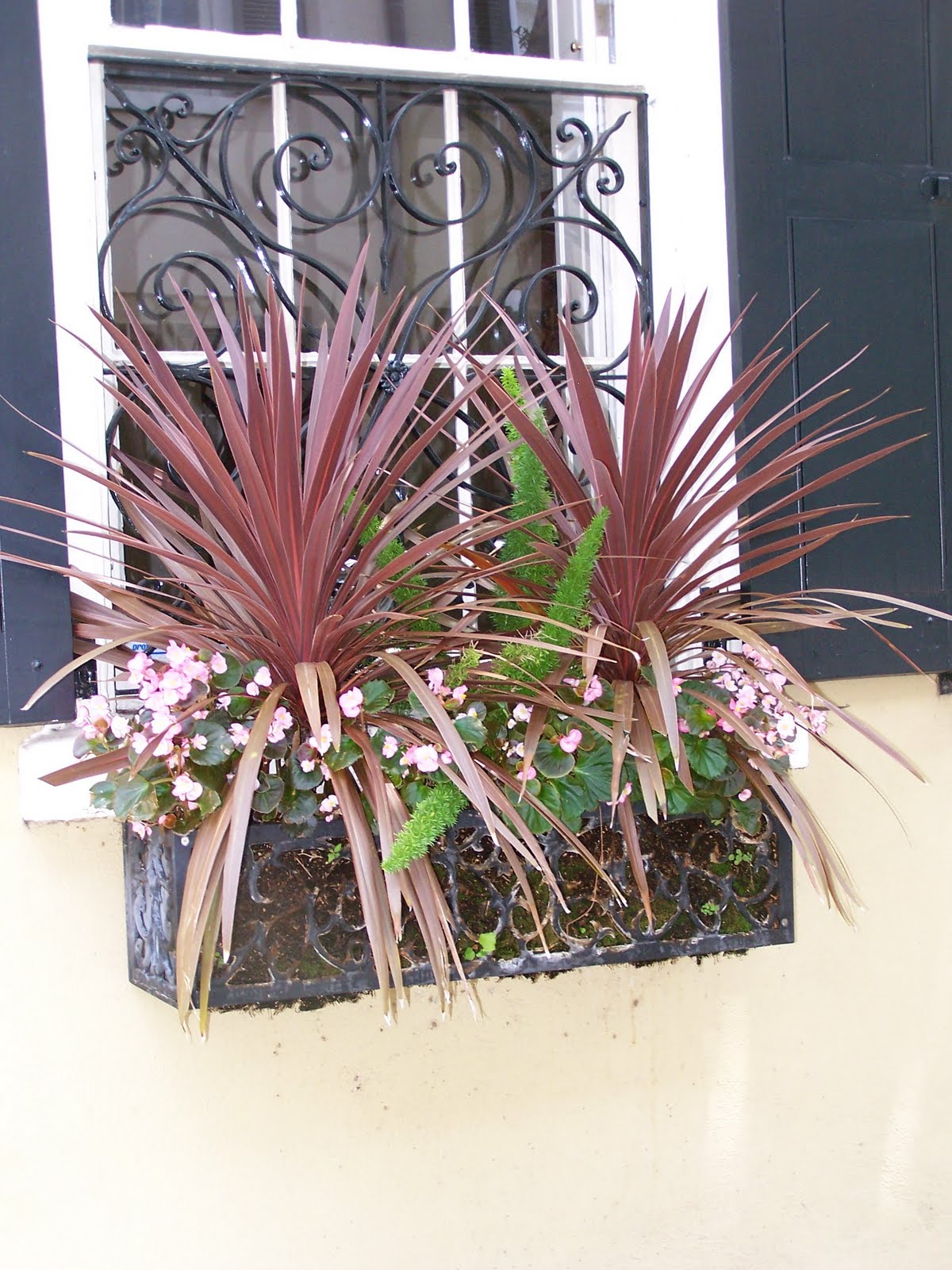 two doors down: The Windows Boxes of Charleston