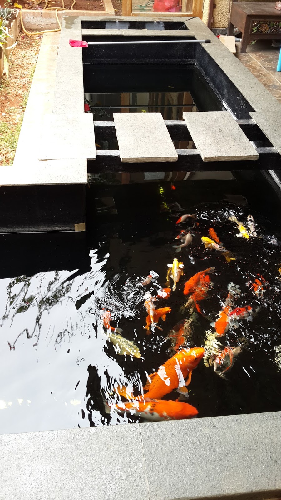 Dwi Kurniawan: Kolam Ikan Koi