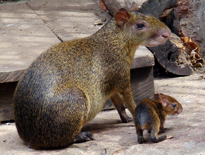 ZOOCRIADERO TAMARYI💕