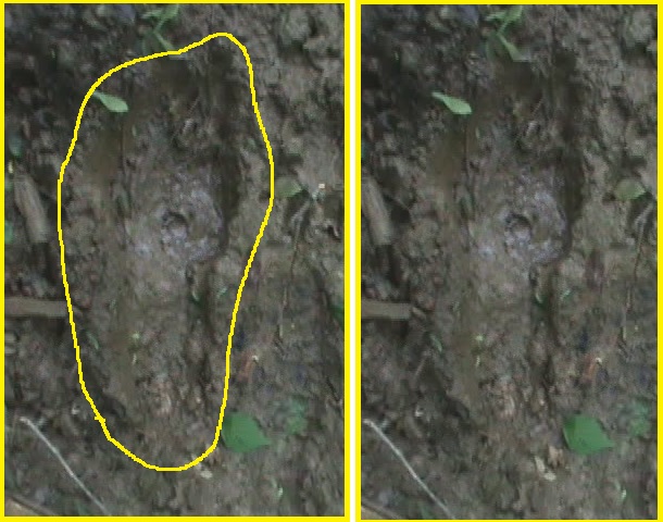 The Bigfoot Field Journal: Bigfoot - Footprints