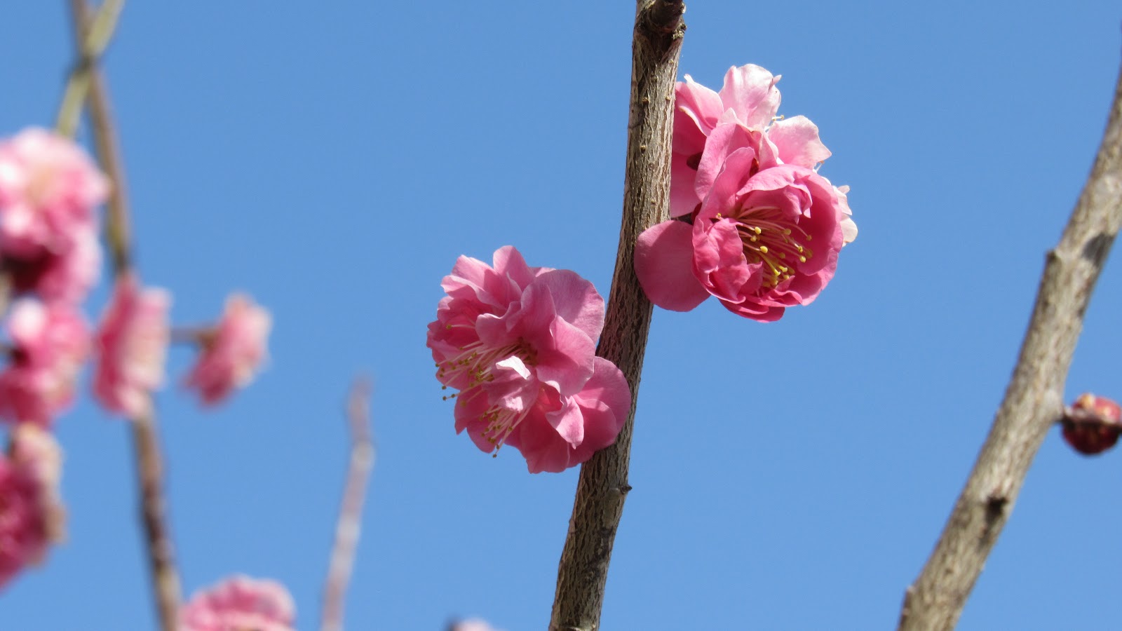SATOYAMA TOKYO Journey ~Off the beaten track in Tokyo~: "Ume", Japanese ...