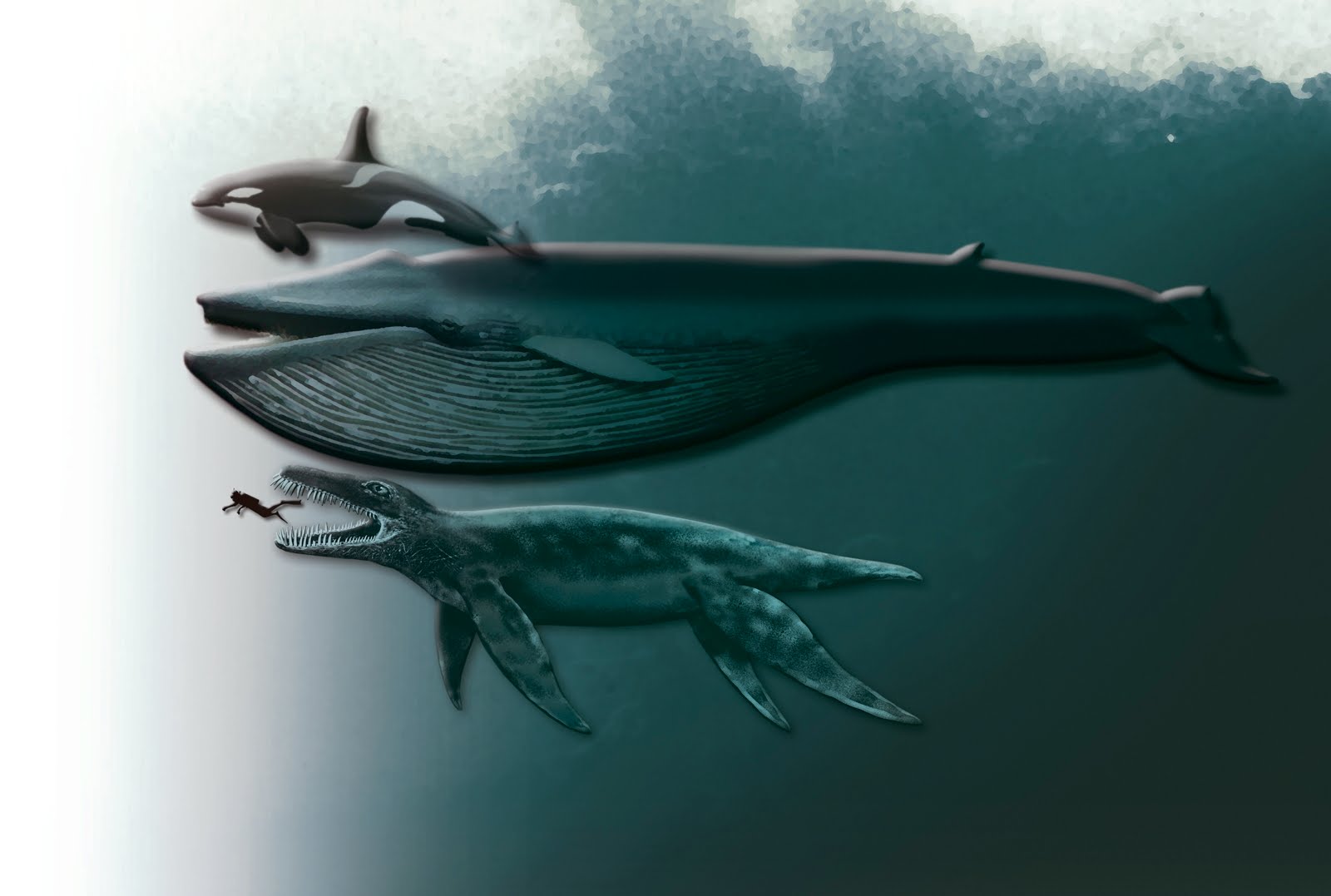 Animals I Admire: Killer whale, whale, diver and predator X