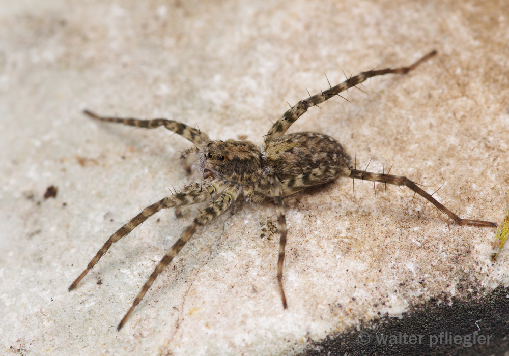 Nature photos from an Amateur Naturalist: Fir of Hotova-Dangell ...