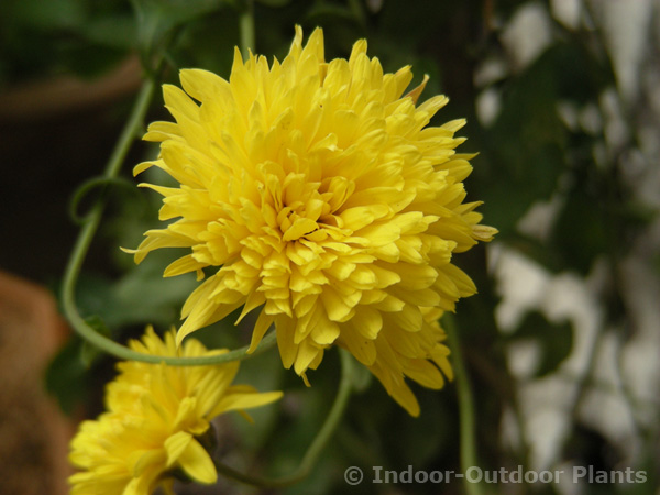 Indoor-Outdoor Plants: Shevanti (Hardy Garden Mum)