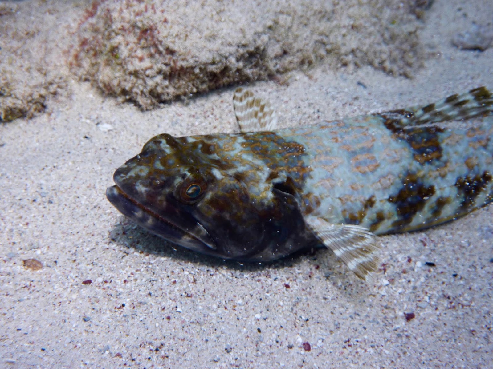 Life at the Sandy Bottom