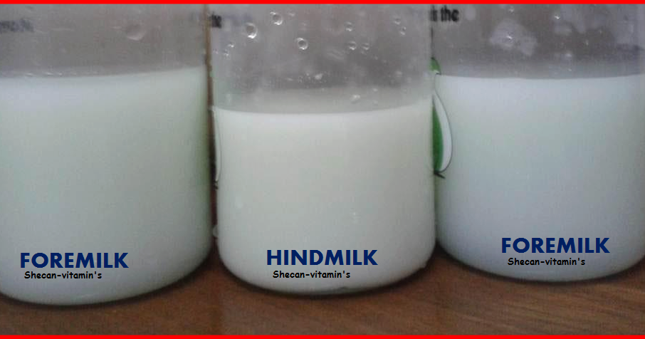 VITAMIN CINTAKU: Apa itu Foremilk dan Hindmilk?