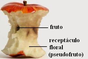 Biologia Vegetal: ÓRGÃOS VEGETAIS