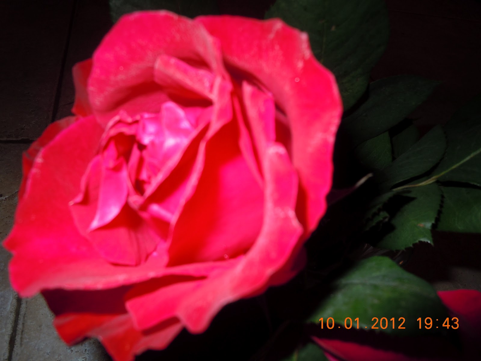 ABRAPALABRA: UNA ROSA...