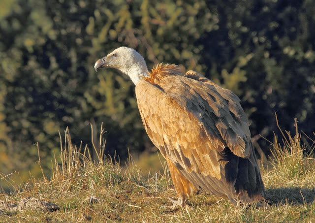 FOTOGRAFÍA DE FAUNA: RAPACES