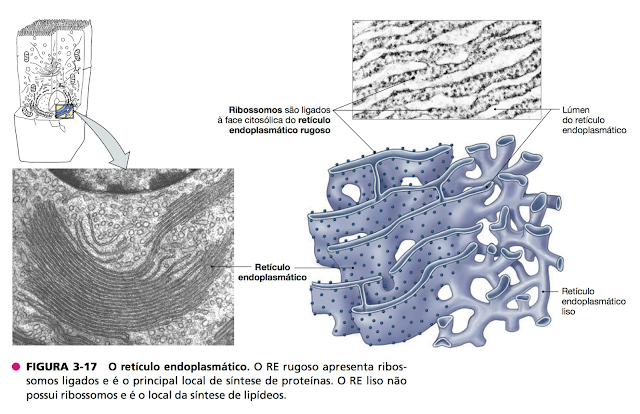 Retículo endoplasmático