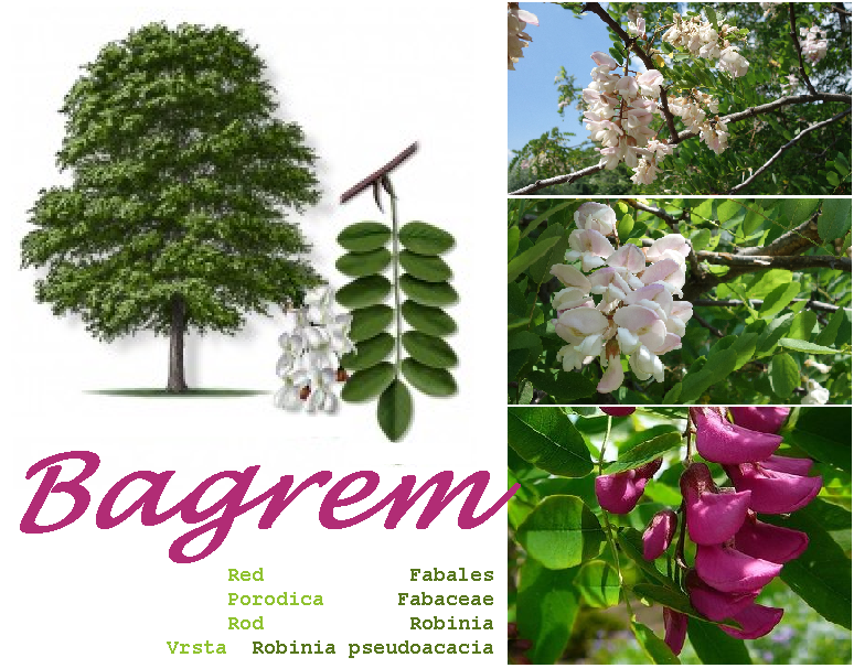 101 cvet : Bagrem ("Cvet na visini")