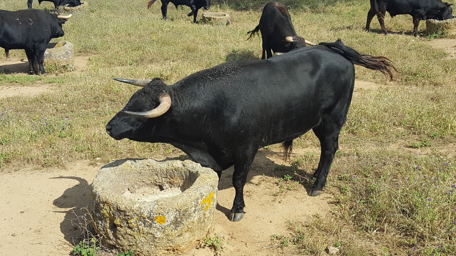 Adventures in Spain : Cattle Breeding Ranch