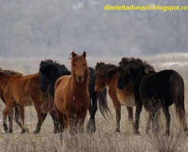 Din Delta Dunării: Caii sălbatici din Delta Dunării