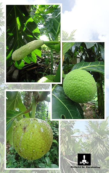 Common Breadfruit Varieties Different Types Of Breadfruit