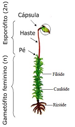 Coleção Ciências Práticas: Prática 19 - Briófitas