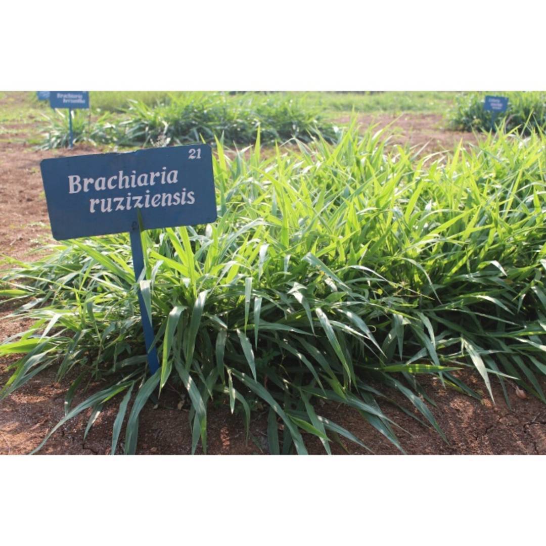 Rumput Brachiaria Ruziziensis - Elinotes review