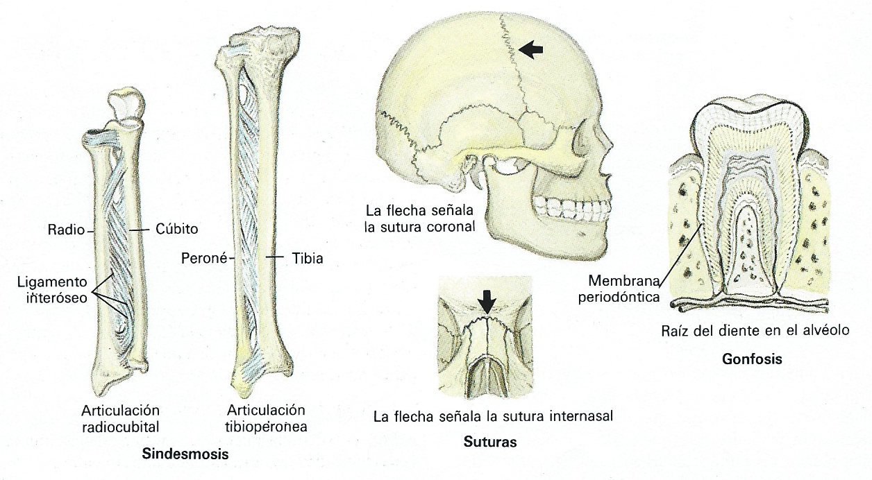 PROFESOR JANO PARA JANOCLASE: IMÁGENES ARTICULACIONES
