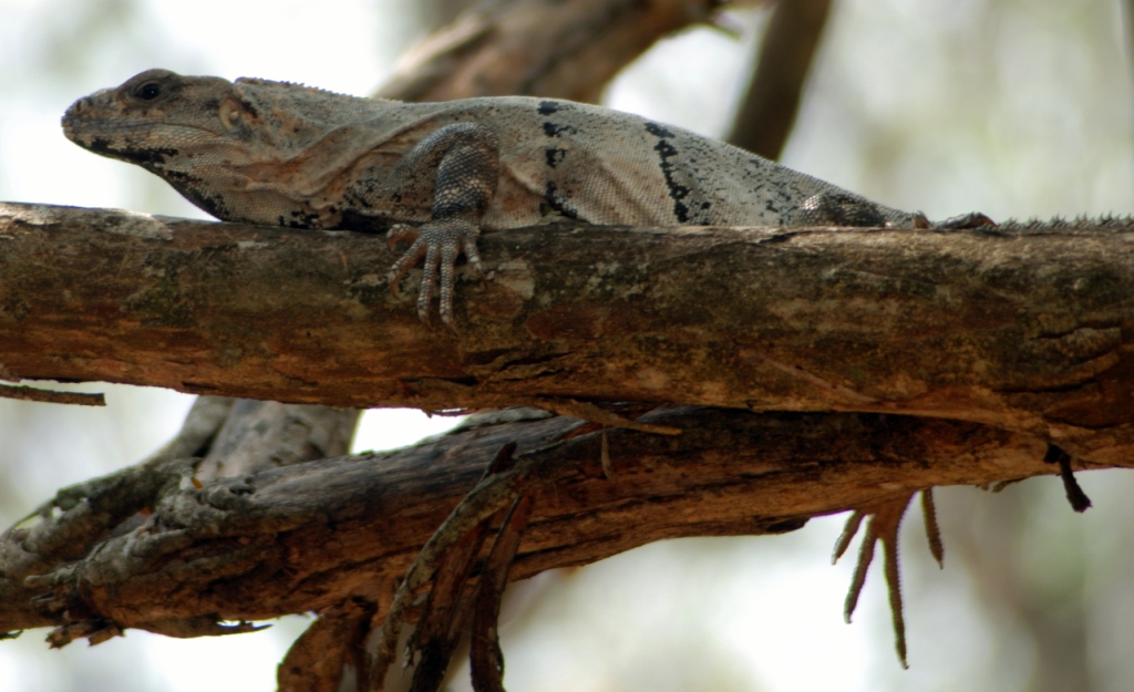 Taxonomía Chordata: Clase Reptilia Orden Squamata