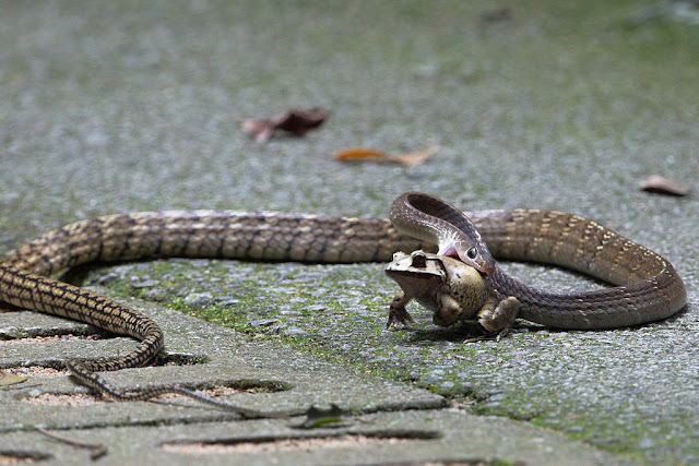 Ular Asli Indonesia: Ular King Koros (Ptyas carinata)