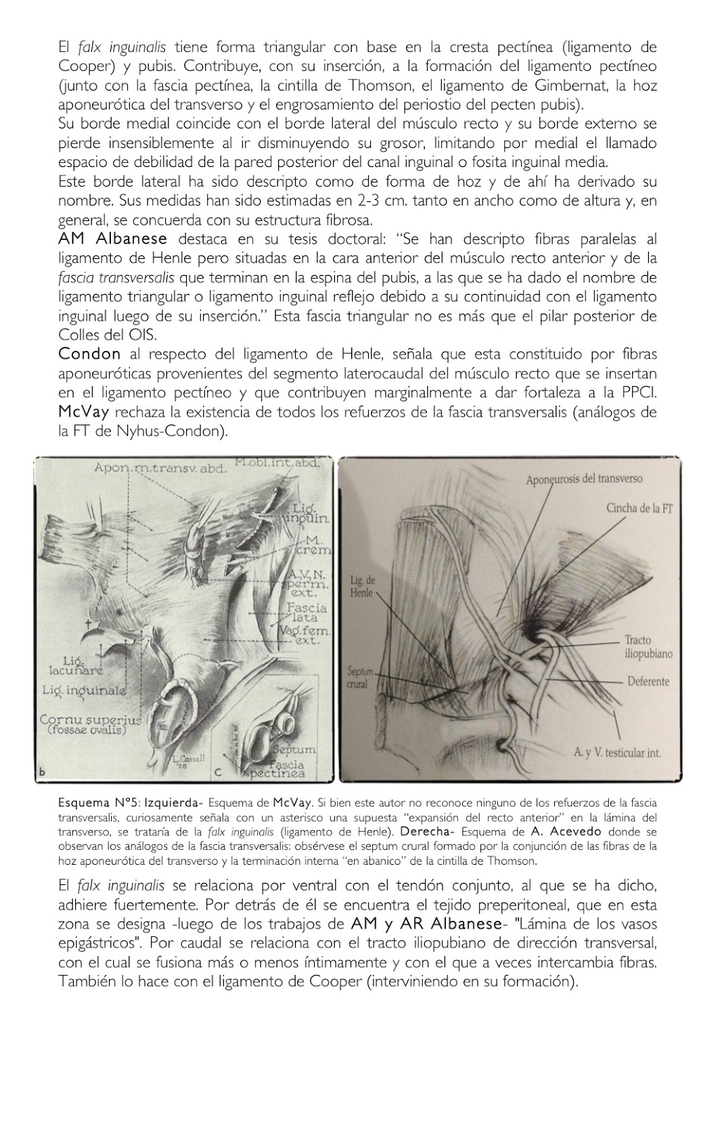 Cuadernos de Anatomía Quirúrgica: Los ligamentos triangulares (Henle y ...
