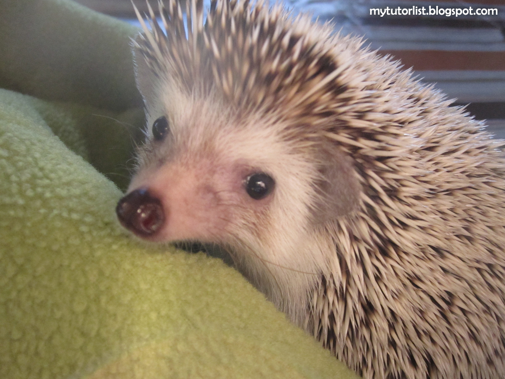 Poggles the Hedgehog : Behind Mytutorlist.com