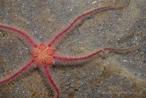 IES Valle de Leiva - Ciencias jmcm: OFIURAS