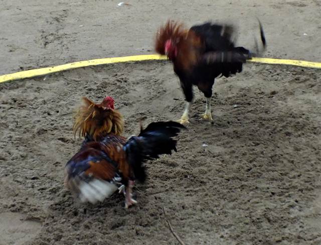 Menonton Atraksi Sabung Ayam (Adu Ayam) di Nusa Lembongan, Bali