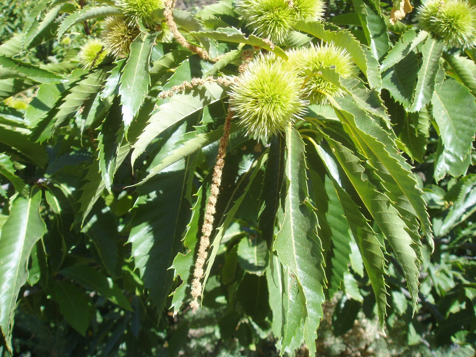 CASTAÑO: Castanea sativa | Plantas rioMoros