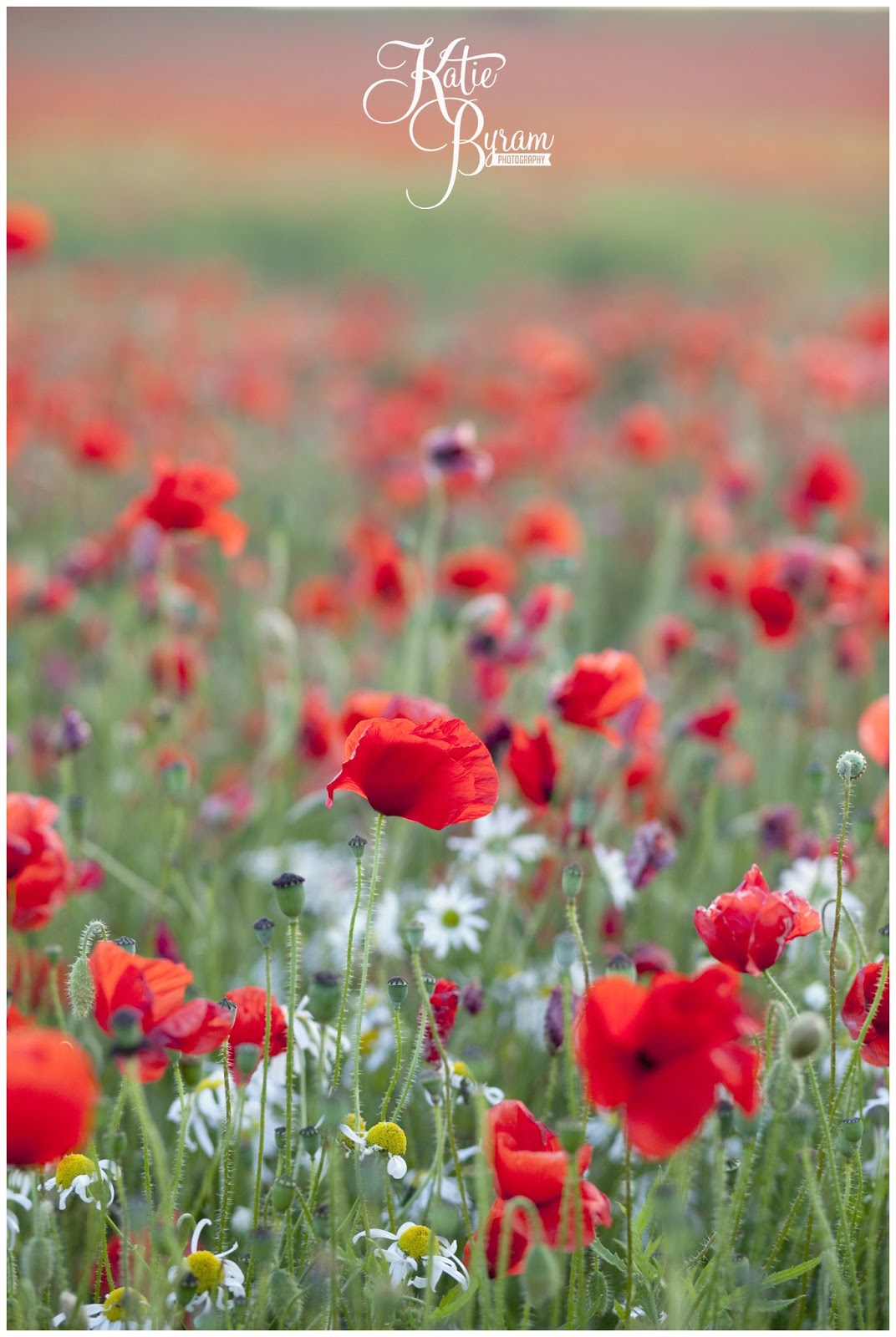 Katie Byram Photography: Poppy Field Durham...... and a realisation to ...