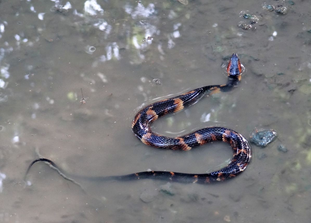 H-Town-West Photo Blog: Snakes in Bear Creek Pioneers Park - Addicks ...