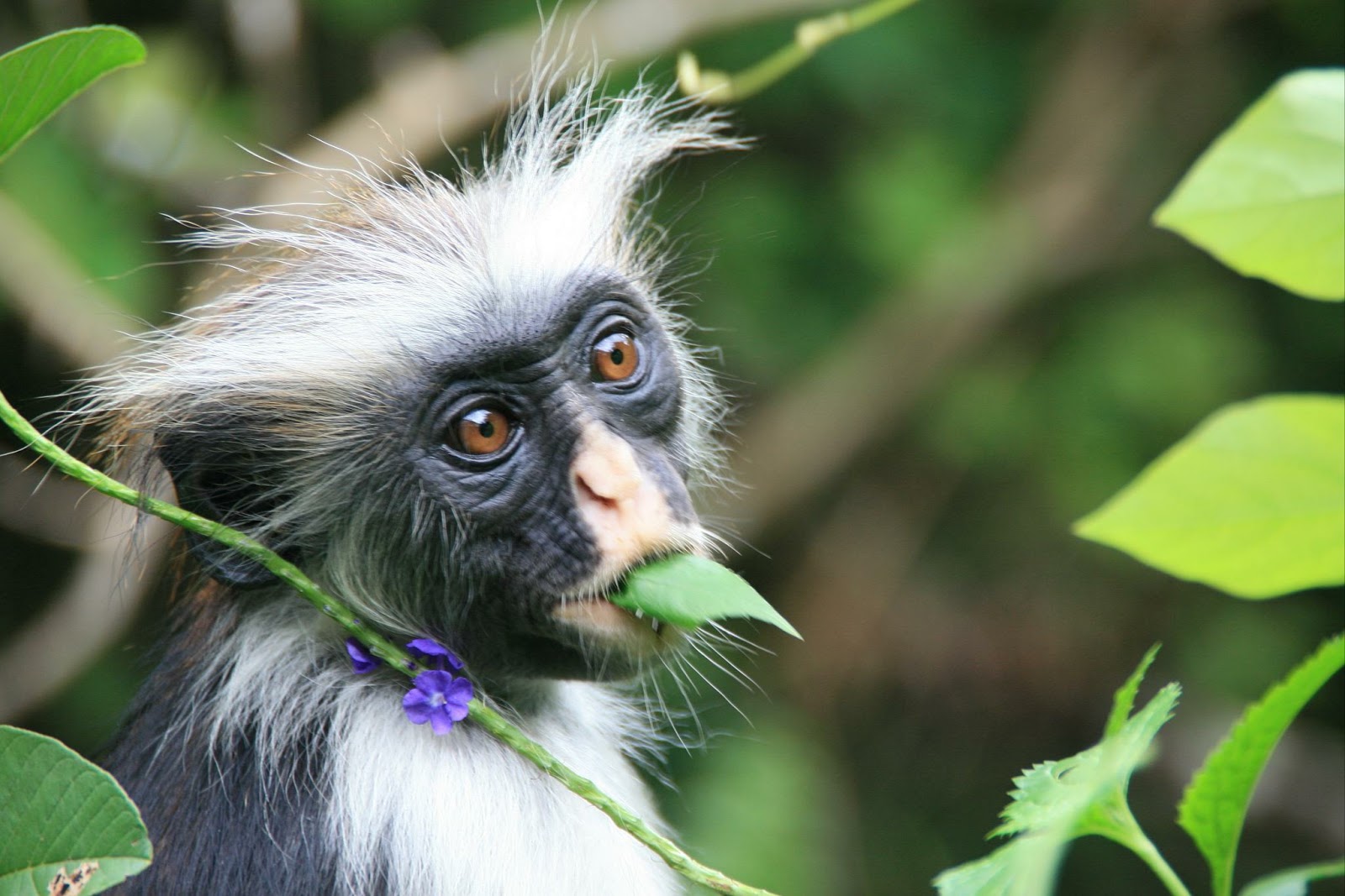 Gambar Monyet Lengkap dan Lucu | Kumpulan Gambar