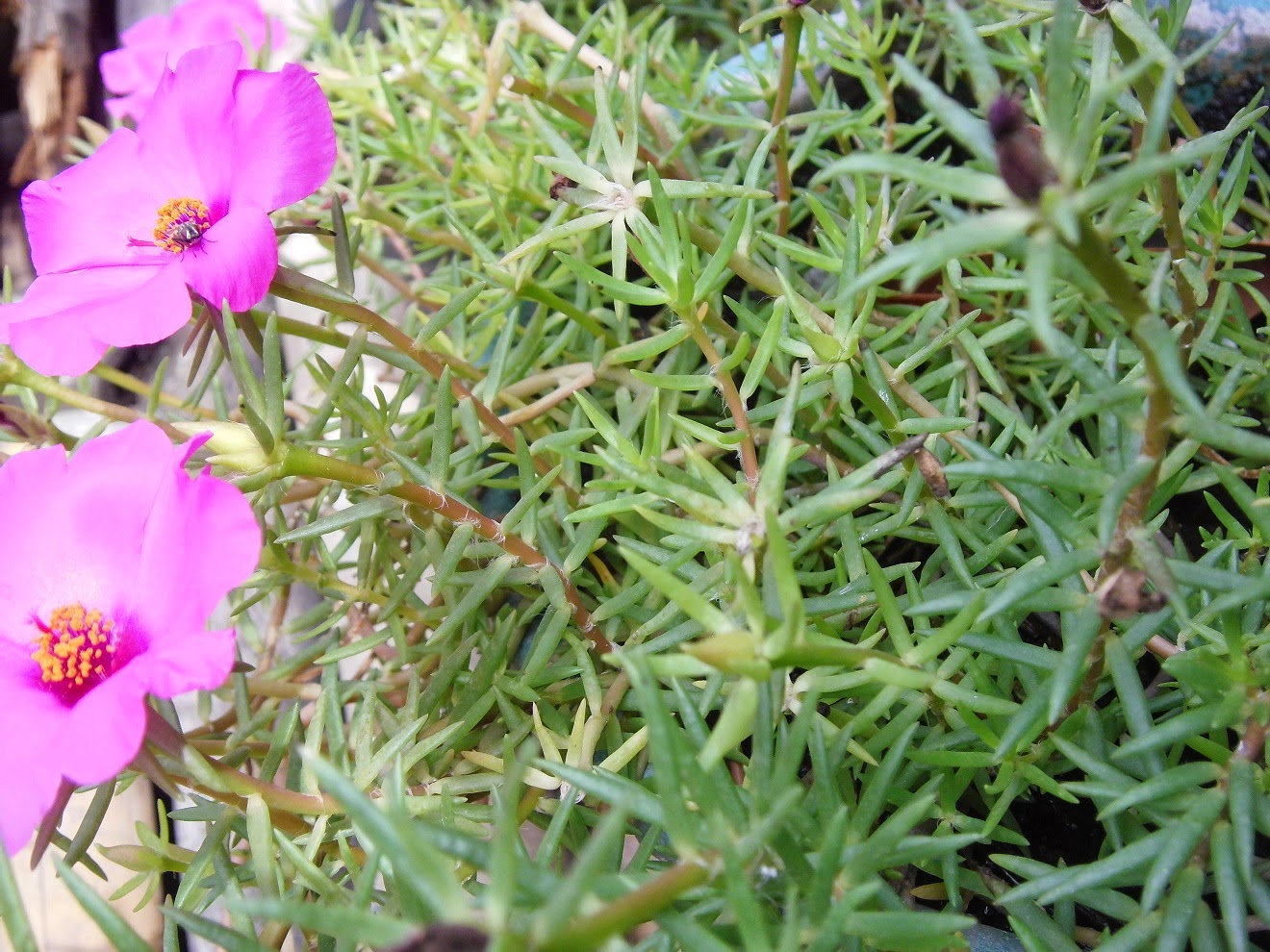 Sutra Bombay Pictures Gallery