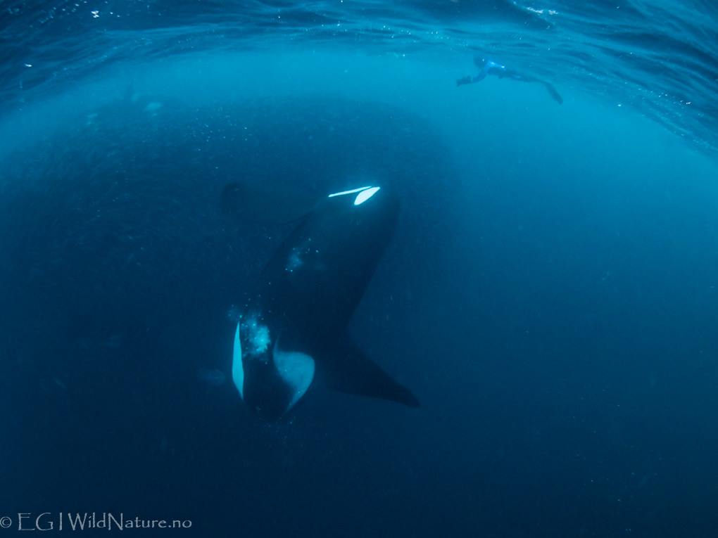 Film Photo Adventure: Carousel Feeding Orcas