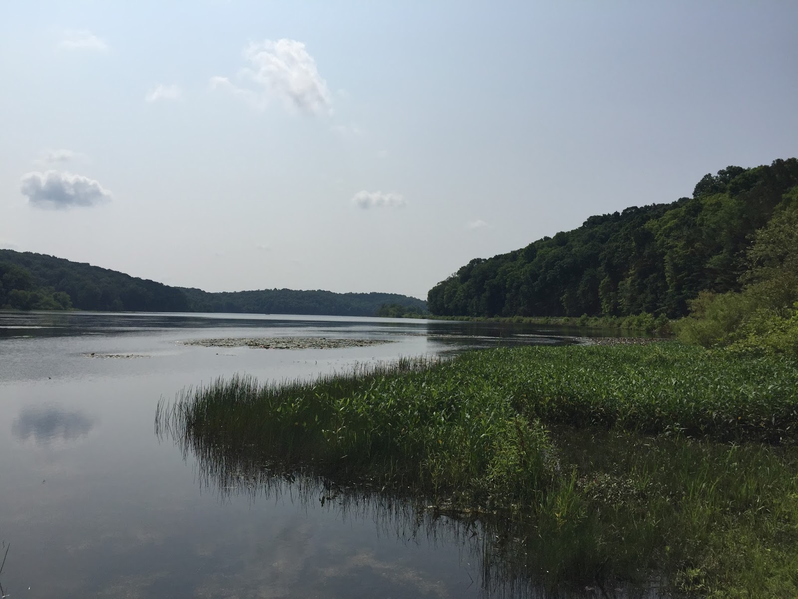 Kayaking Across Ohio: Lake Rupert: Damselflies' Playground