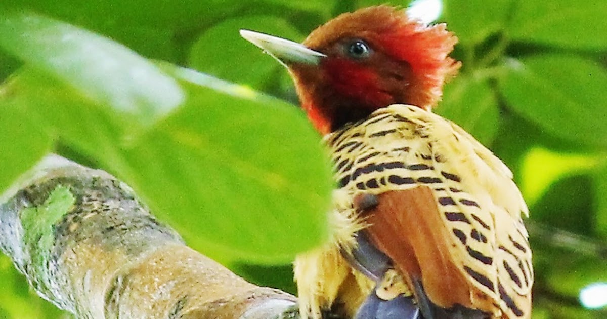 Rick Kaempfer: Kaempfer's Woodpecker