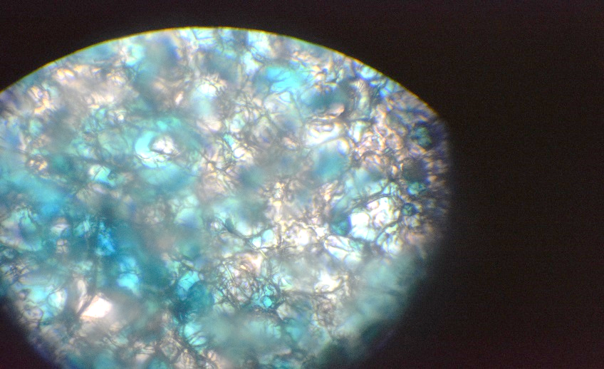 histologia vegetal: HUITO