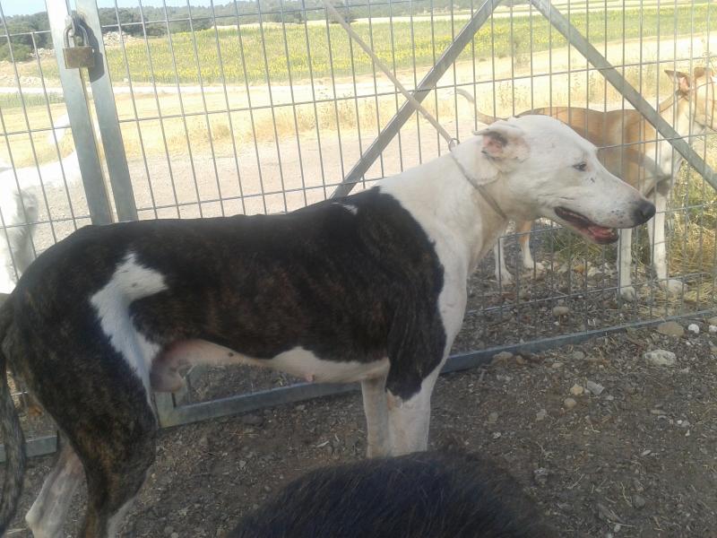 Cruce con galgo | Perros de caza