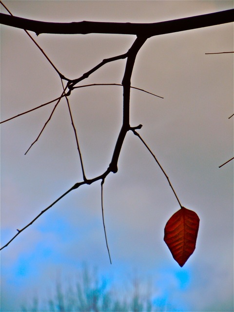 School For Dreams: Catch a Falling Leaf