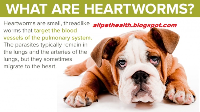 HEARTWORM IN DOGS : SIGNS OF INFECTION , DIAGNOSIS AND TREATMENT