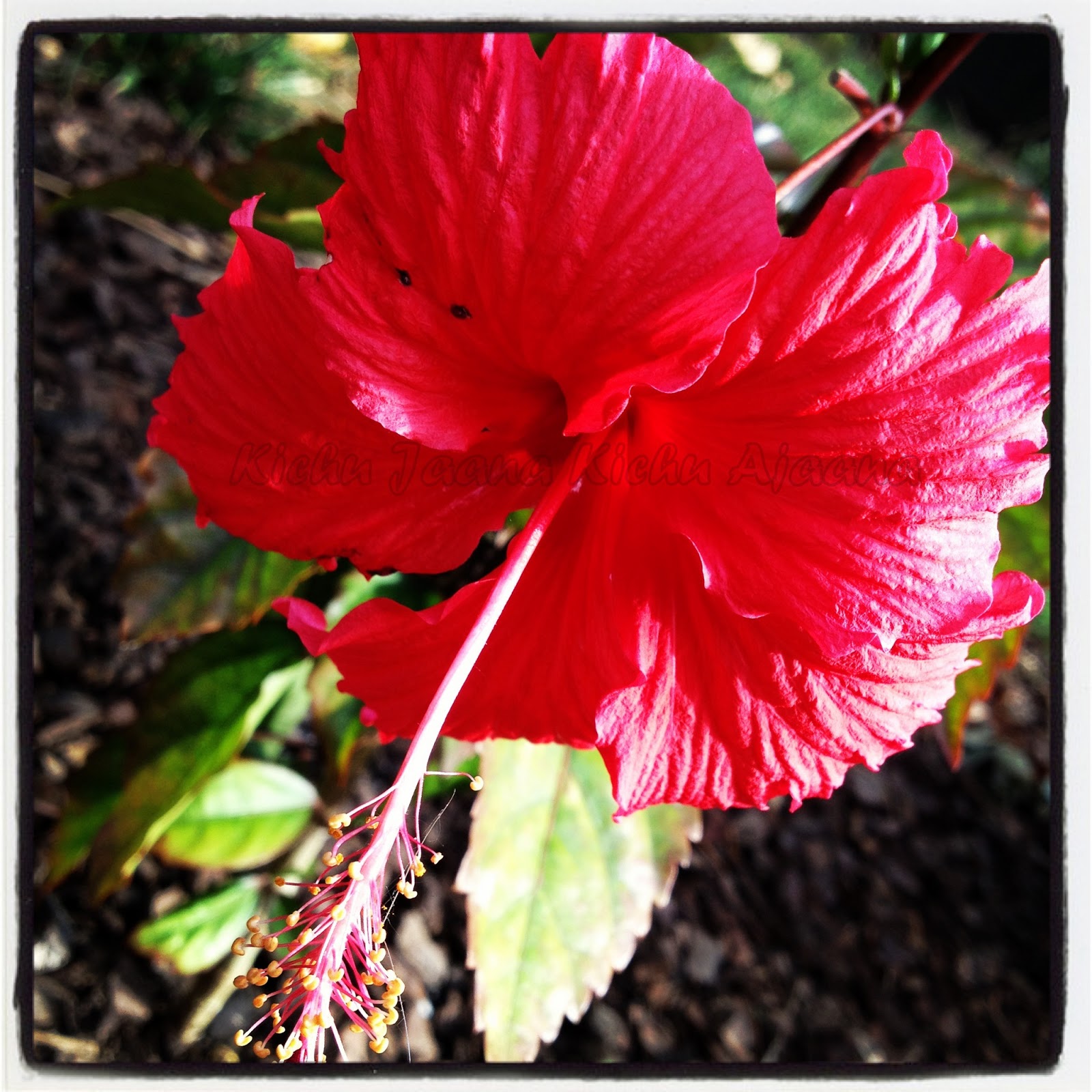 " কিছু জানা কিছু অজানা " [Kichu Jaana Kichu Ajaana] - The journey ...