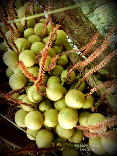 Meu Cantinho Verde: MACAÚBA, MACAÍBA - ( Acrocomia aculeata )