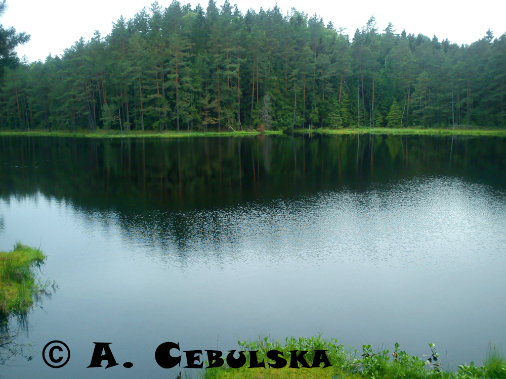 Podlasie - kraina mchu i paproci: Jeziora dystroficzne Wigierskiego PN