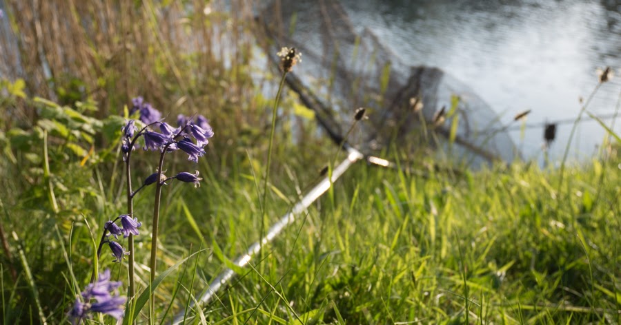 Lumbland: Easing into eeling