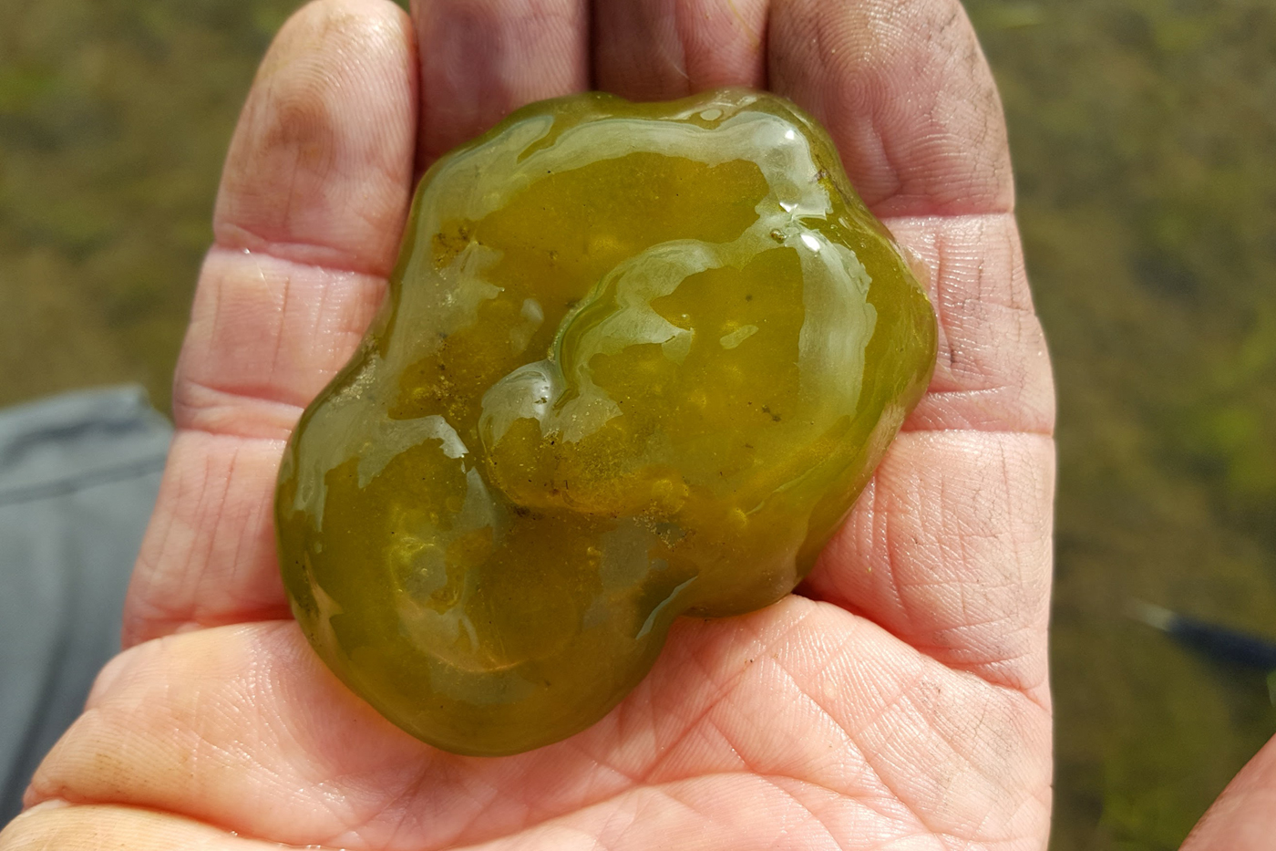 South Wales Bryophytes: Bryum query