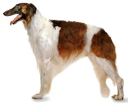 View topic - тнe υɴĸɴowɴ ˡᶤᵗ ᵈᵒᵍ ʳᵒˡᵉᵖˡᵃʸ - Chicken Smoothie