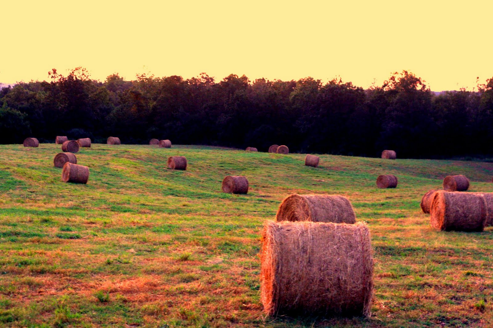 Party of Tew: Hey, Hay Baby!